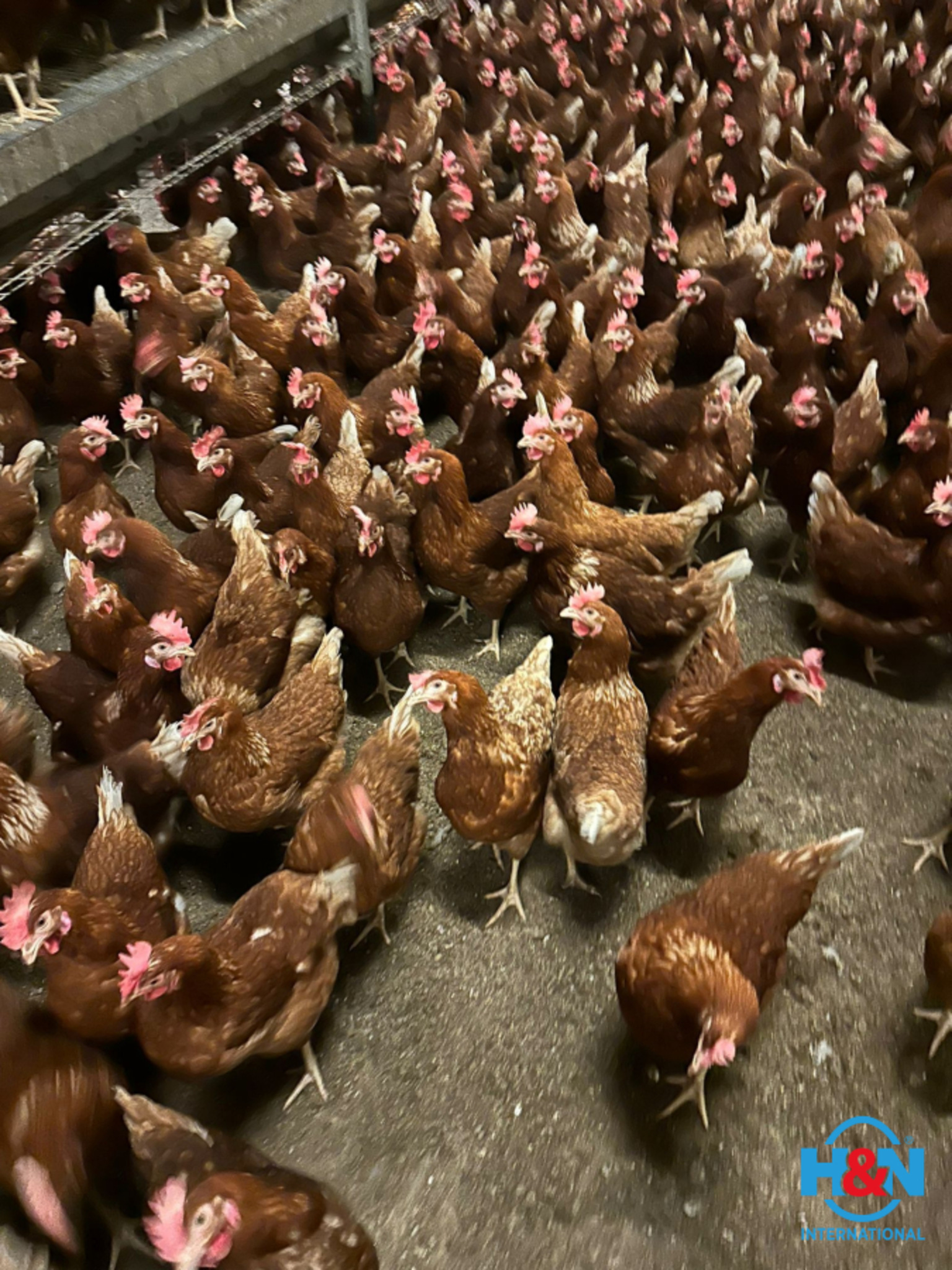 H&N International Museum Timeline