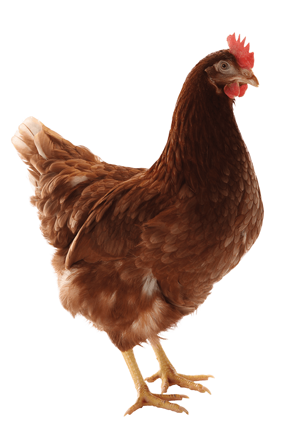 White Commercial Layeres – Super Nick