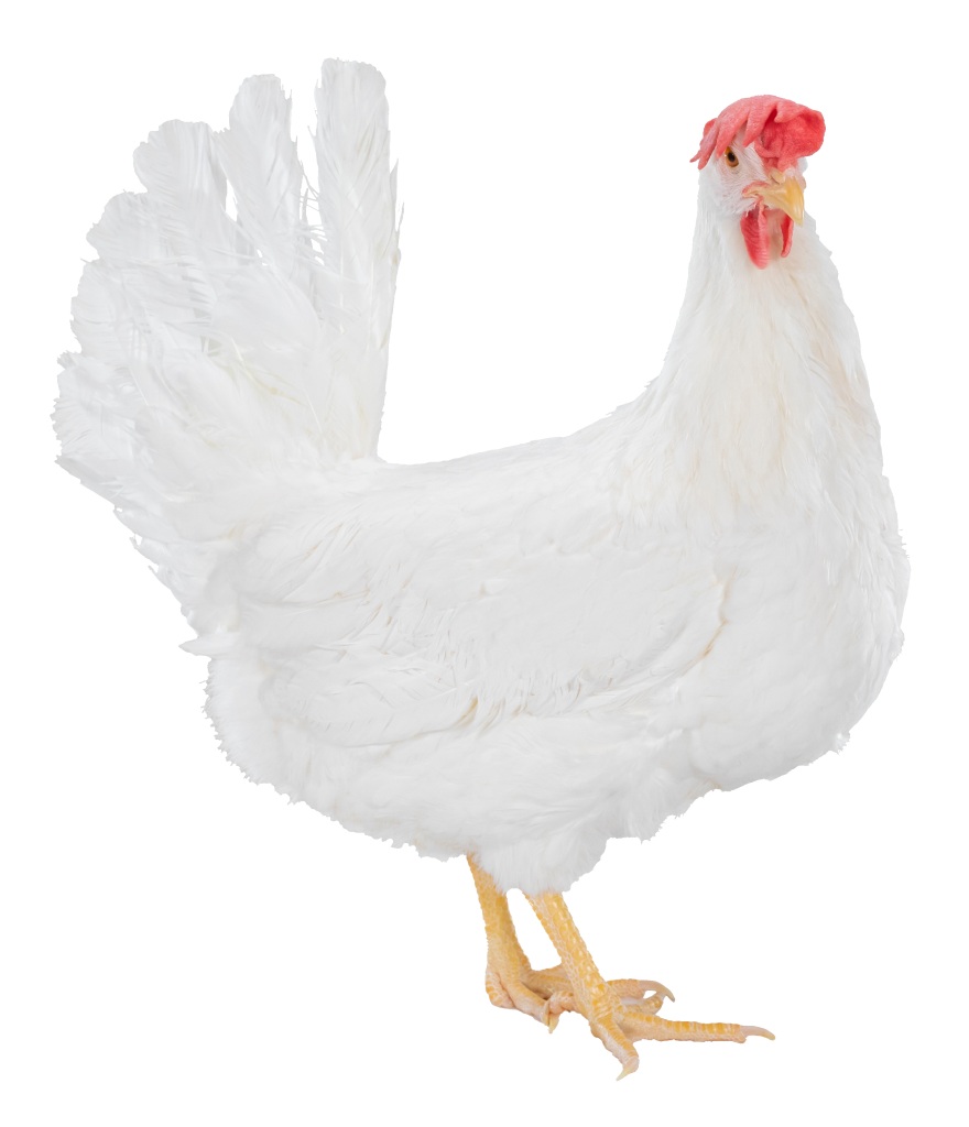 White Commercial Layers – Nick Chick