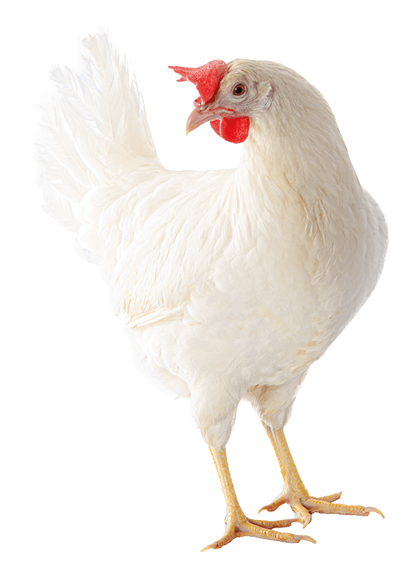 Brown Commercial Layers Brown Nick - H&N International