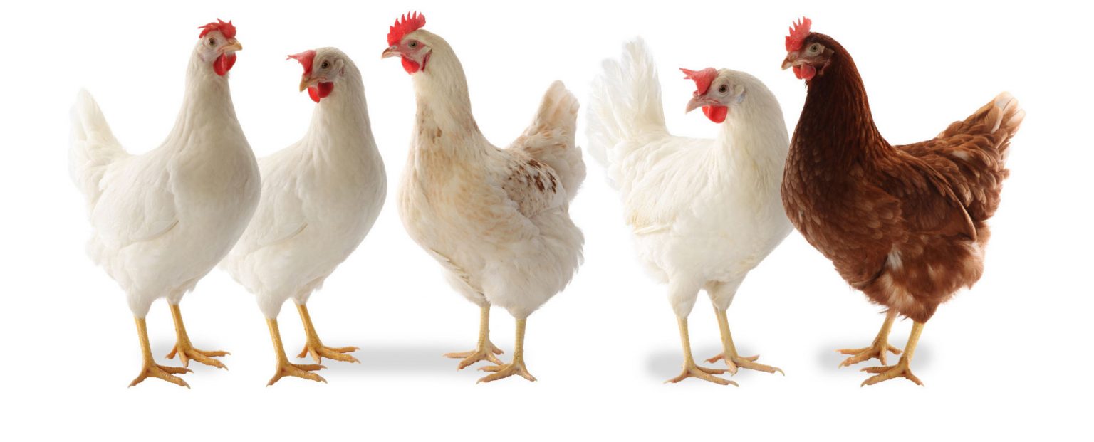 H&N International GmbH and Nelson Poultry Farms Inc. to Establish H&N ...