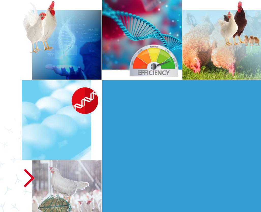 H&N Breeding & Genetics- Layers Parent Stock Chicks