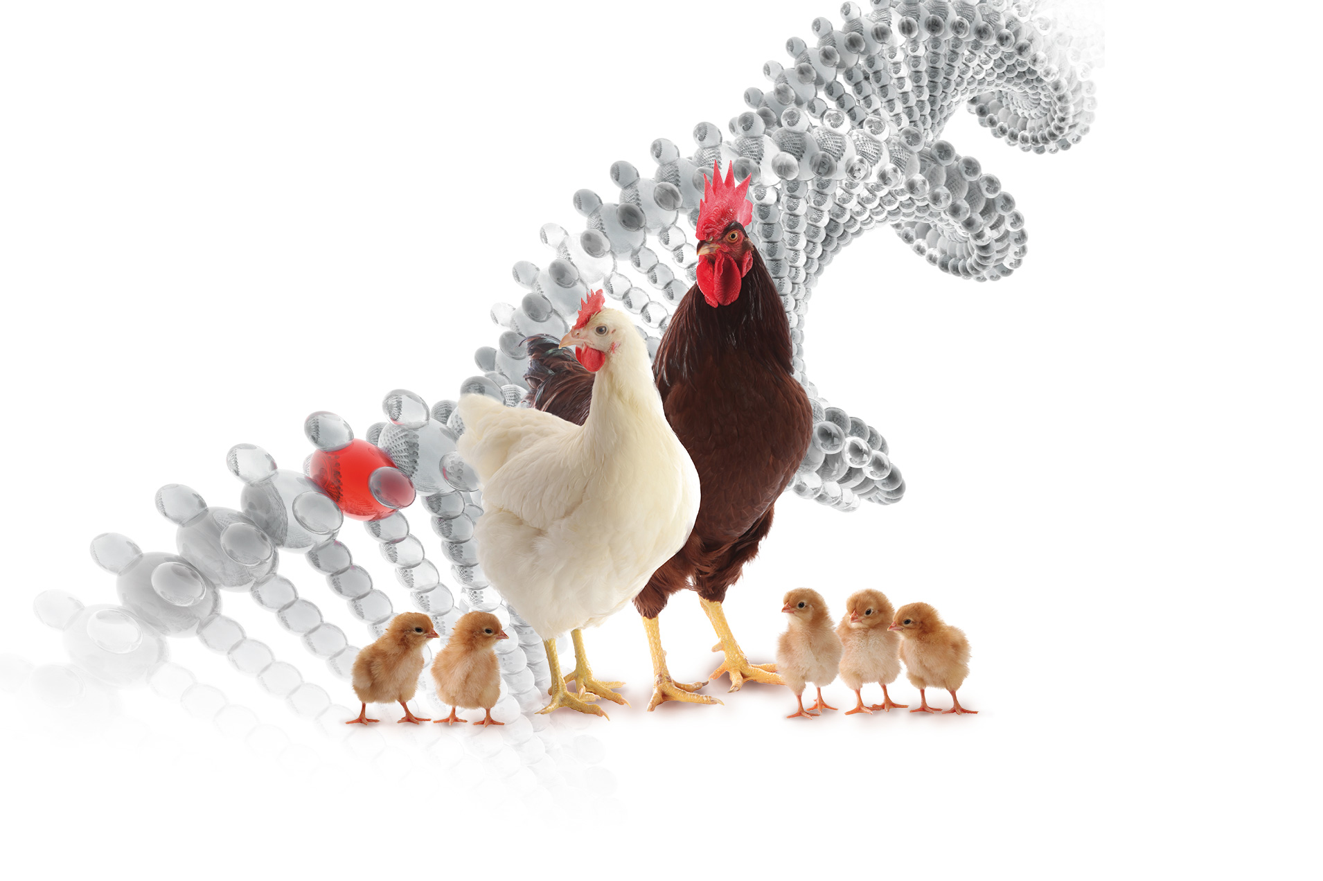 genetic-company-poultry-hn-parent-stock-layers-breeding.jpg