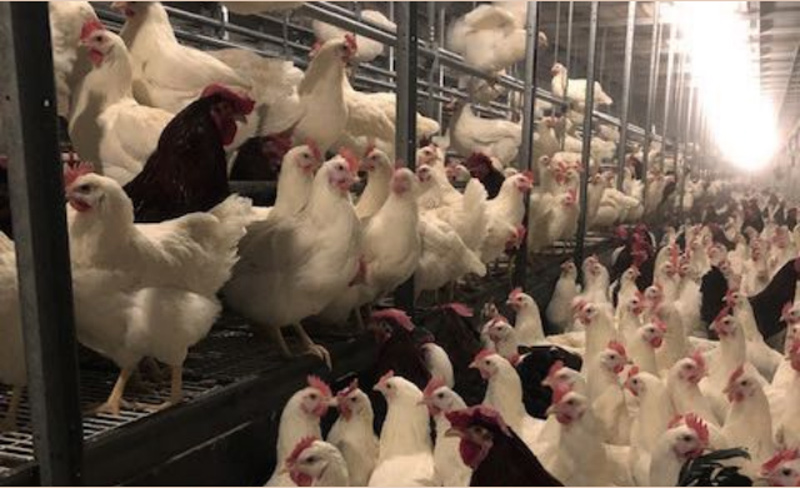 Housing systems Poultry The Chickipedia H&N