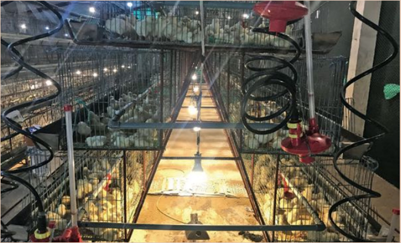 Housing systems Poultry The Chickipedia H&N