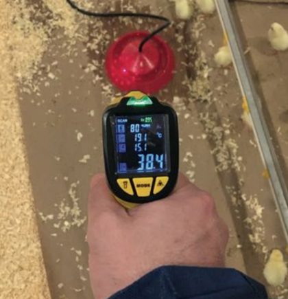 Brooding (1 -21 days) Poultry The Chickipedia H&N