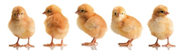 House preparation and arrival of chicks Poultry The Chickipedia H&N