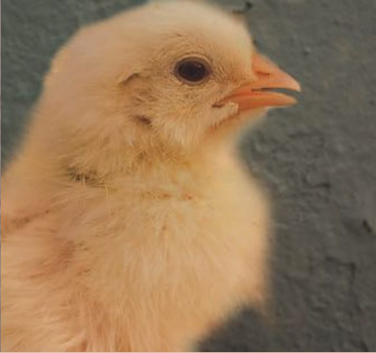 Brooding (1 -21 days) Poultry The Chickipedia H&N