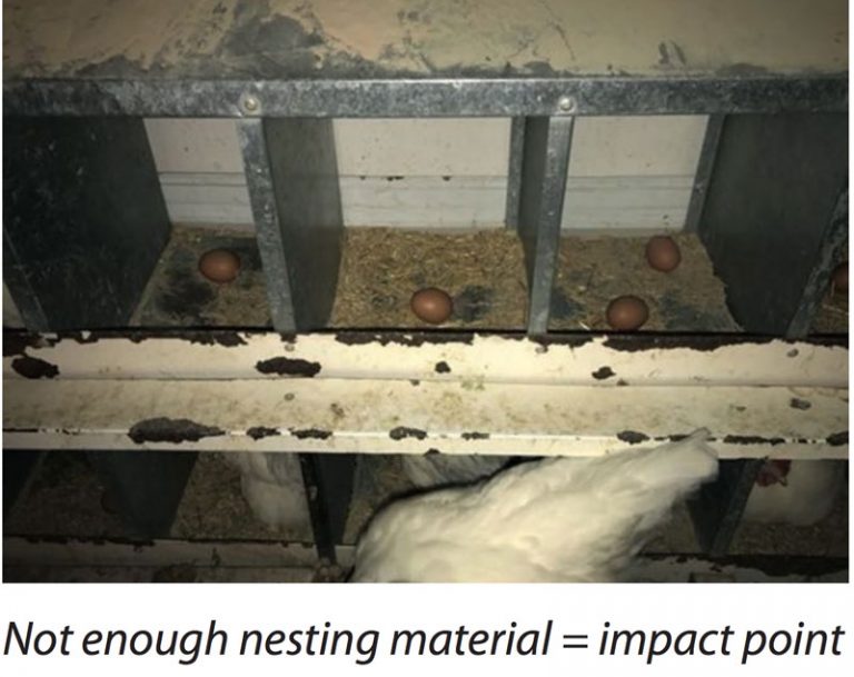 Hatching egg management Poultry The Chickipedia H&N