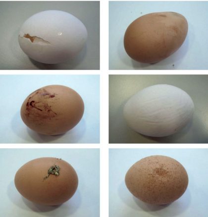 Hatching egg management Poultry The Chickipedia H&N