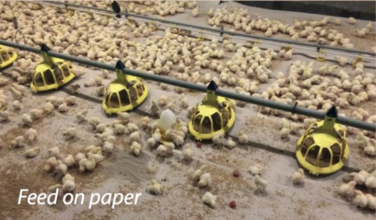 Brooding (1 -21 days) Poultry The Chickipedia H&N