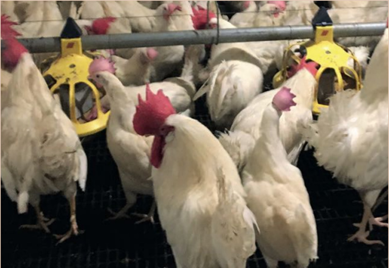 Housing systems Poultry The Chickipedia H&N