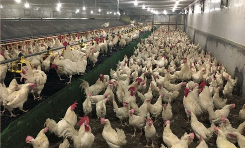 Housing systems Poultry The Chickipedia H&N