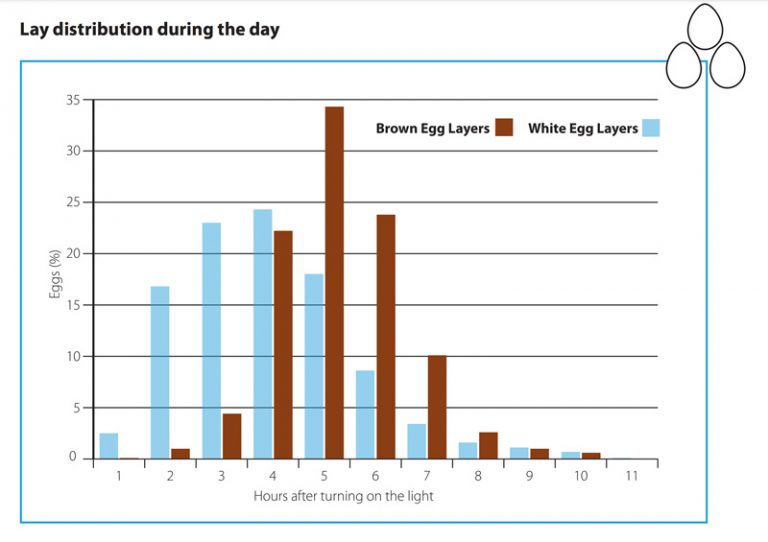 Production period (22 – 75 weeks) Poultry The Chickipedia H&N
