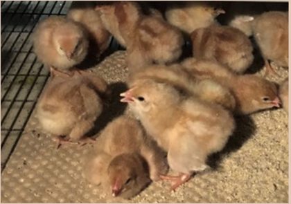 Brooding (1 -21 days) Poultry The Chickipedia H&N