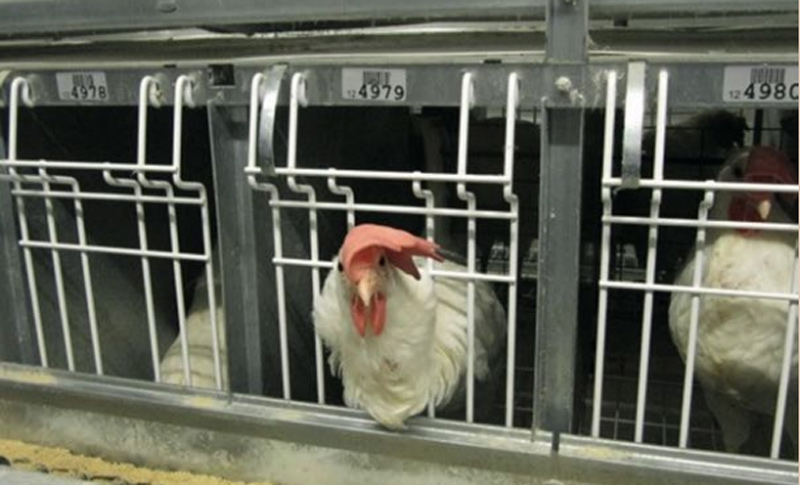 Housing systems Poultry The Chickipedia H&N