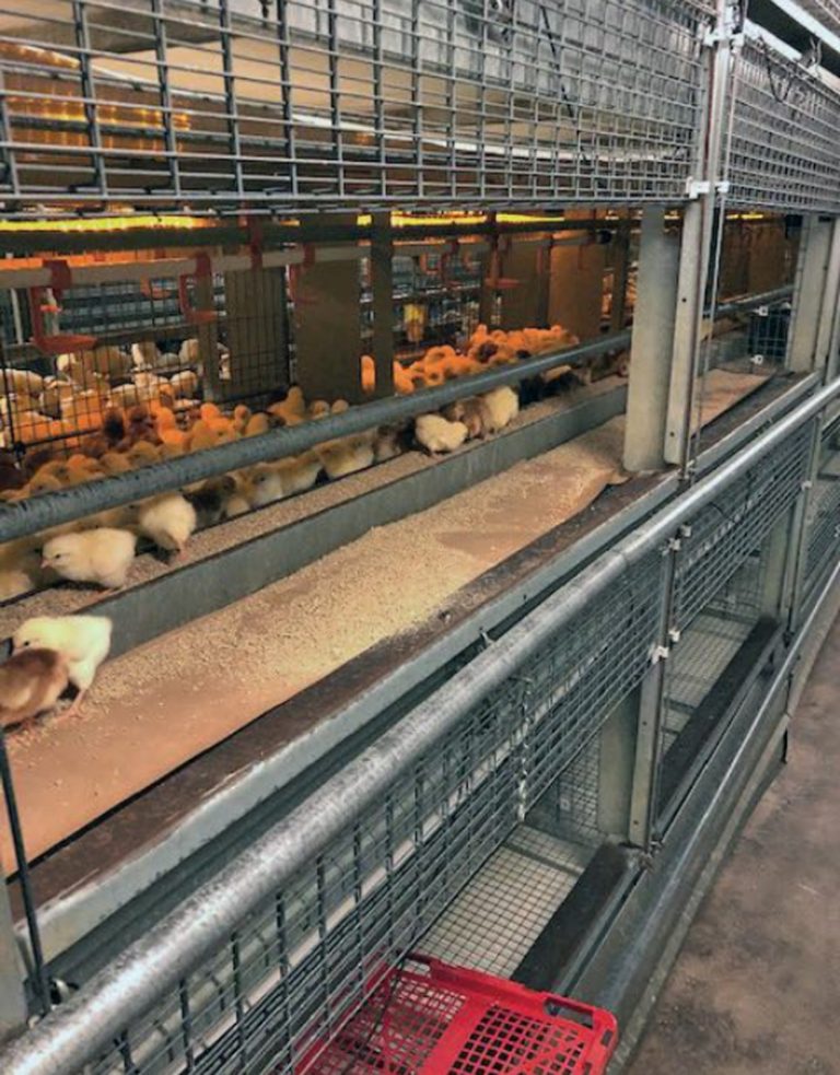 House preparation and arrival of chicks Poultry The Chickipedia H&N