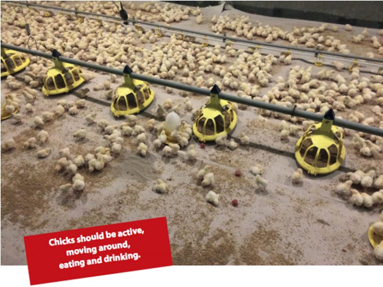 House preparation and arrival of chicks Poultry The Chickipedia H&N