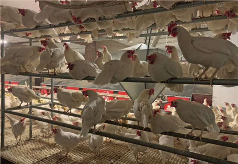 Housing systems Poultry The Chickipedia H&N