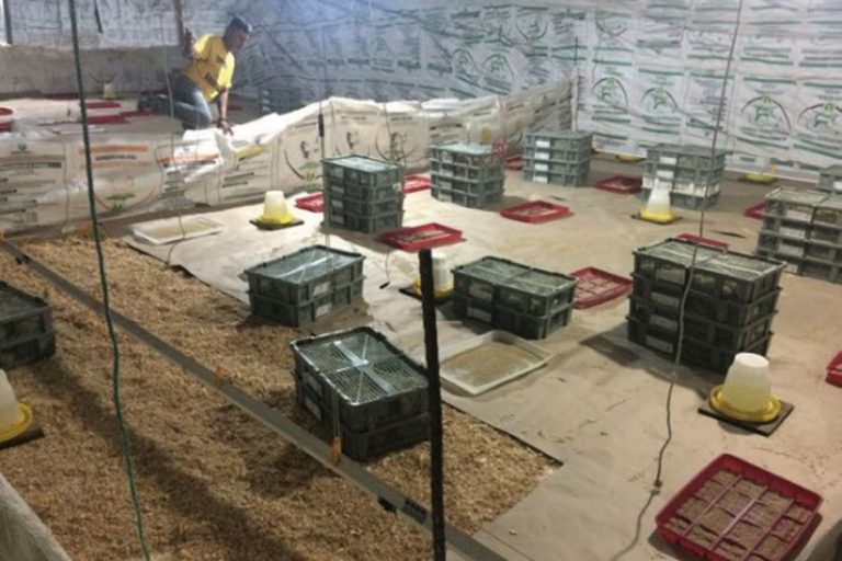 House preparation and arrival of chicks Poultry The Chickipedia H&N