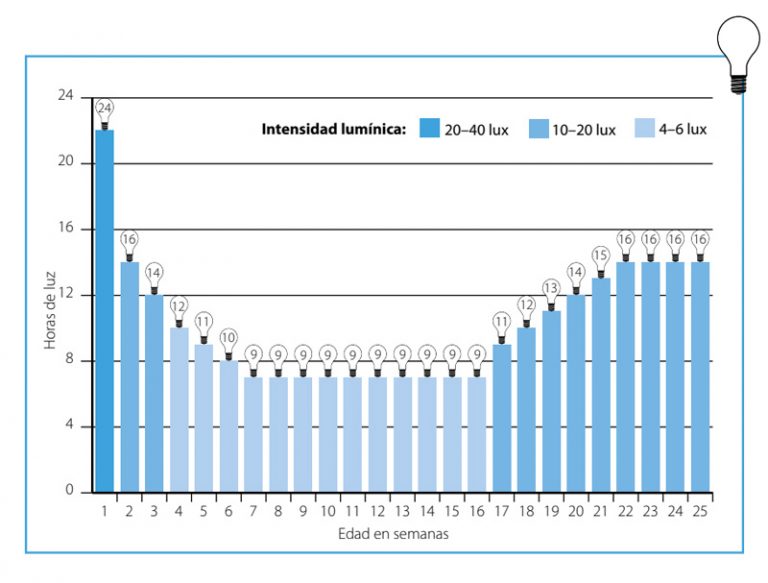 Inicio de puesta (18 – 25 Semanas) Poultry The Chickipedia H&N
