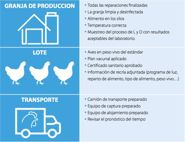 Traslado (15 – 18 Semanas) Poultry The Chickipedia H&N